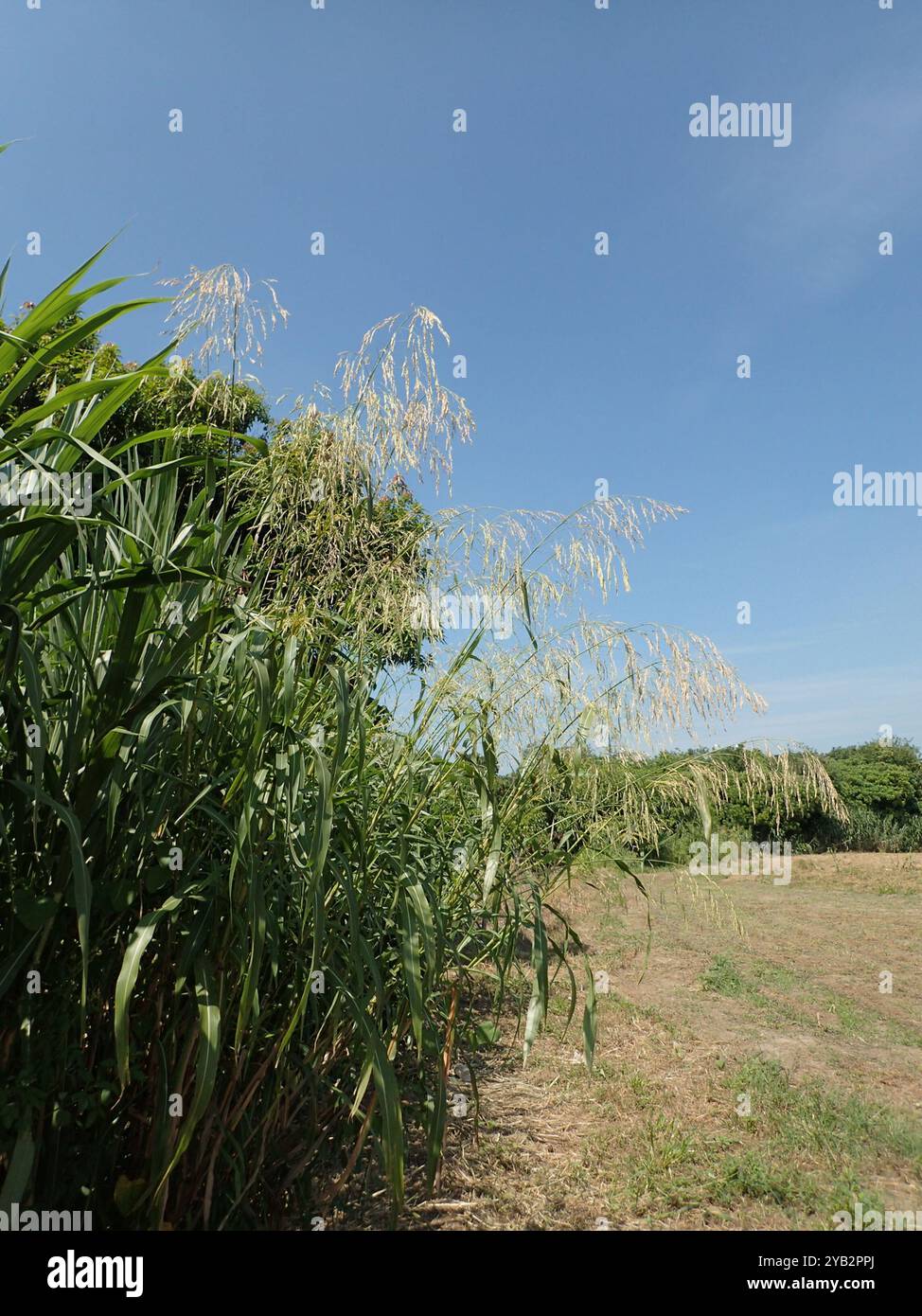 Wild Sorghum (Sorghum bicolor verticilliflorum) Plantae Stock Photo - Alamy