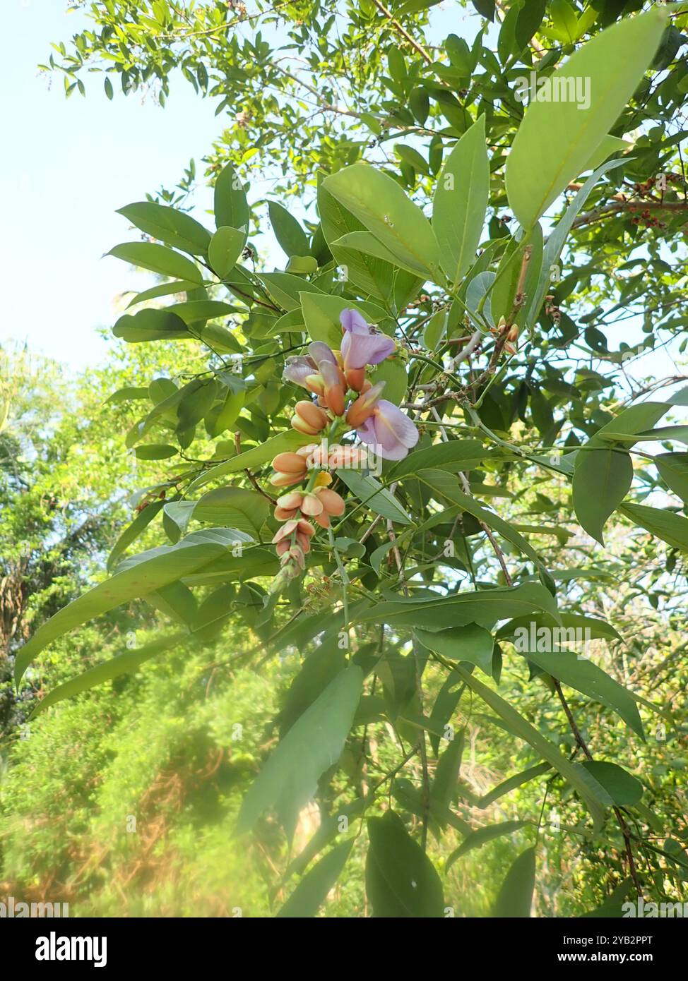 Butterfly Pea Tree (Clitoria fairchildiana) Plantae Stock Photo - Alamy