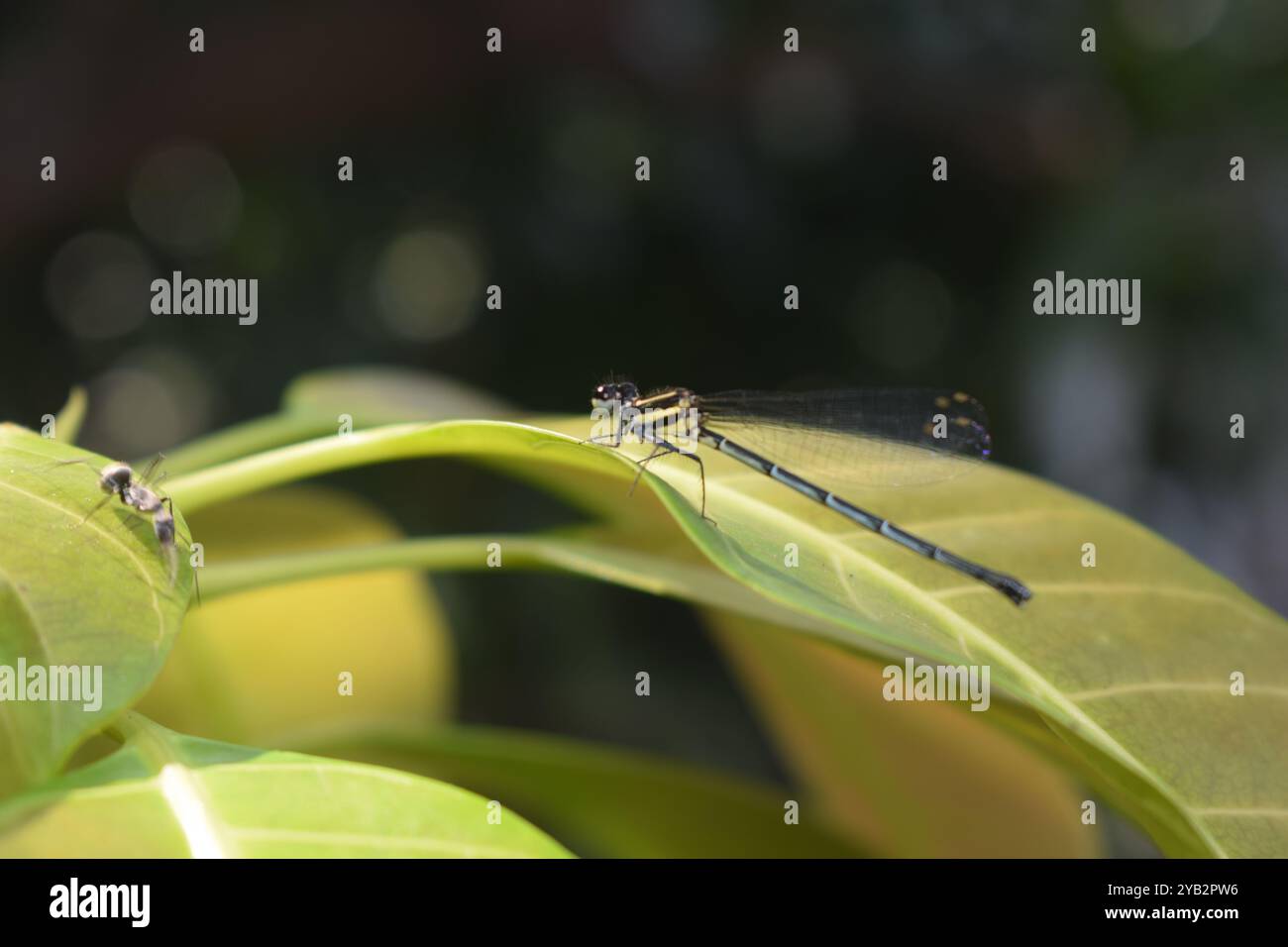 Dragonfly green head body hi-res stock photography and images - Alamy