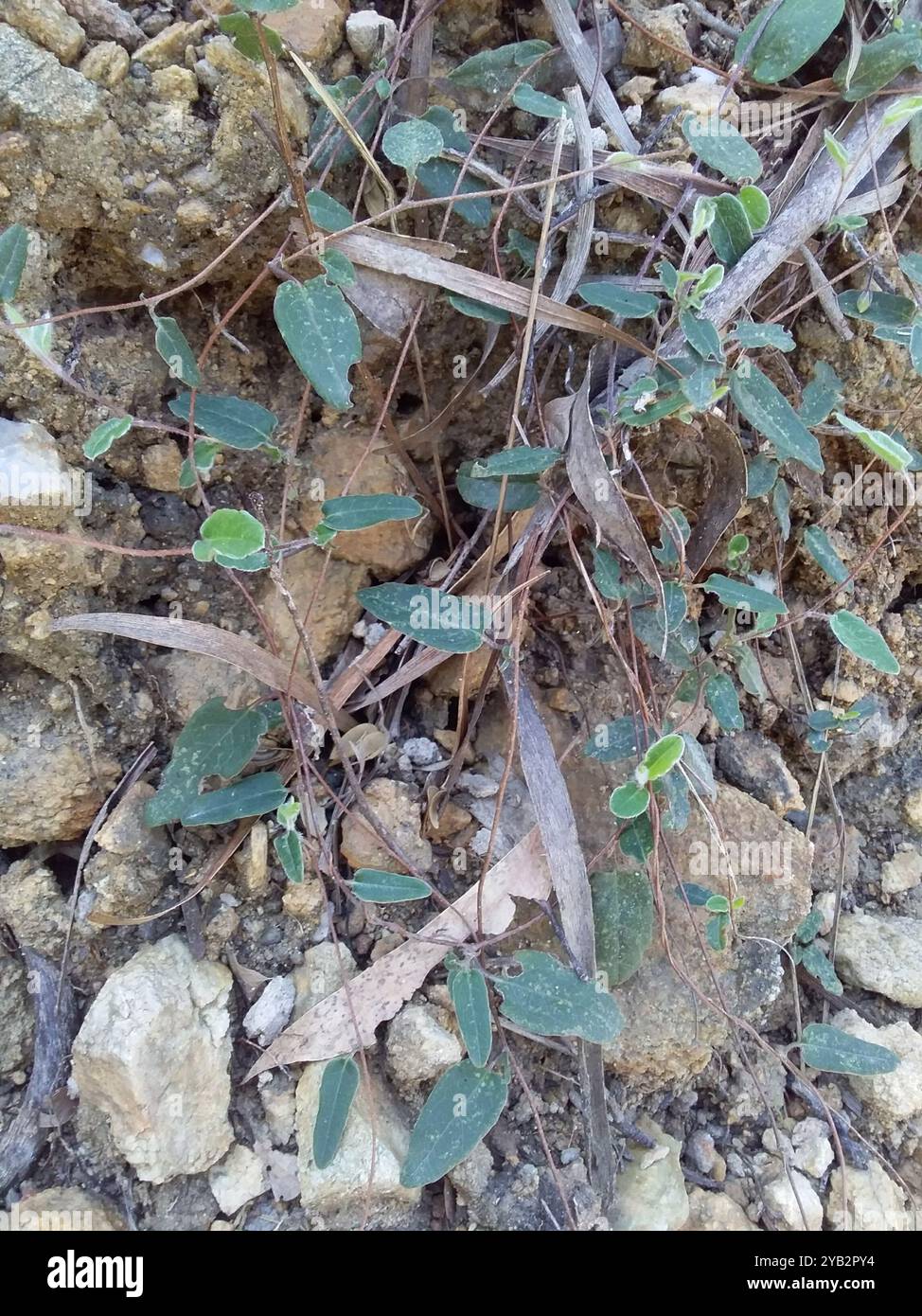 Orange Bell-climber (Marianthus bignoniaceus) Plantae Stock Photo - Alamy