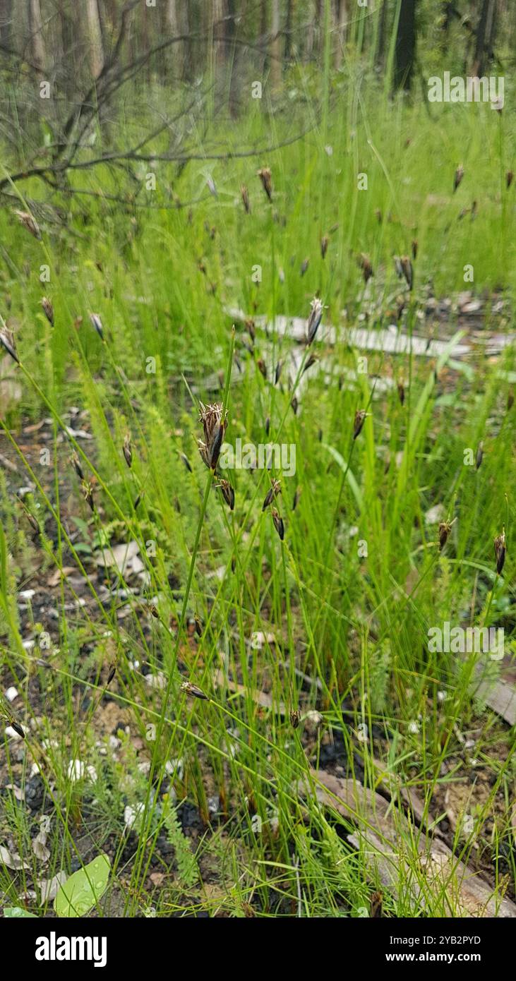 Feather Sedge (Ptilothrix deusta) Plantae Stock Photo - Alamy