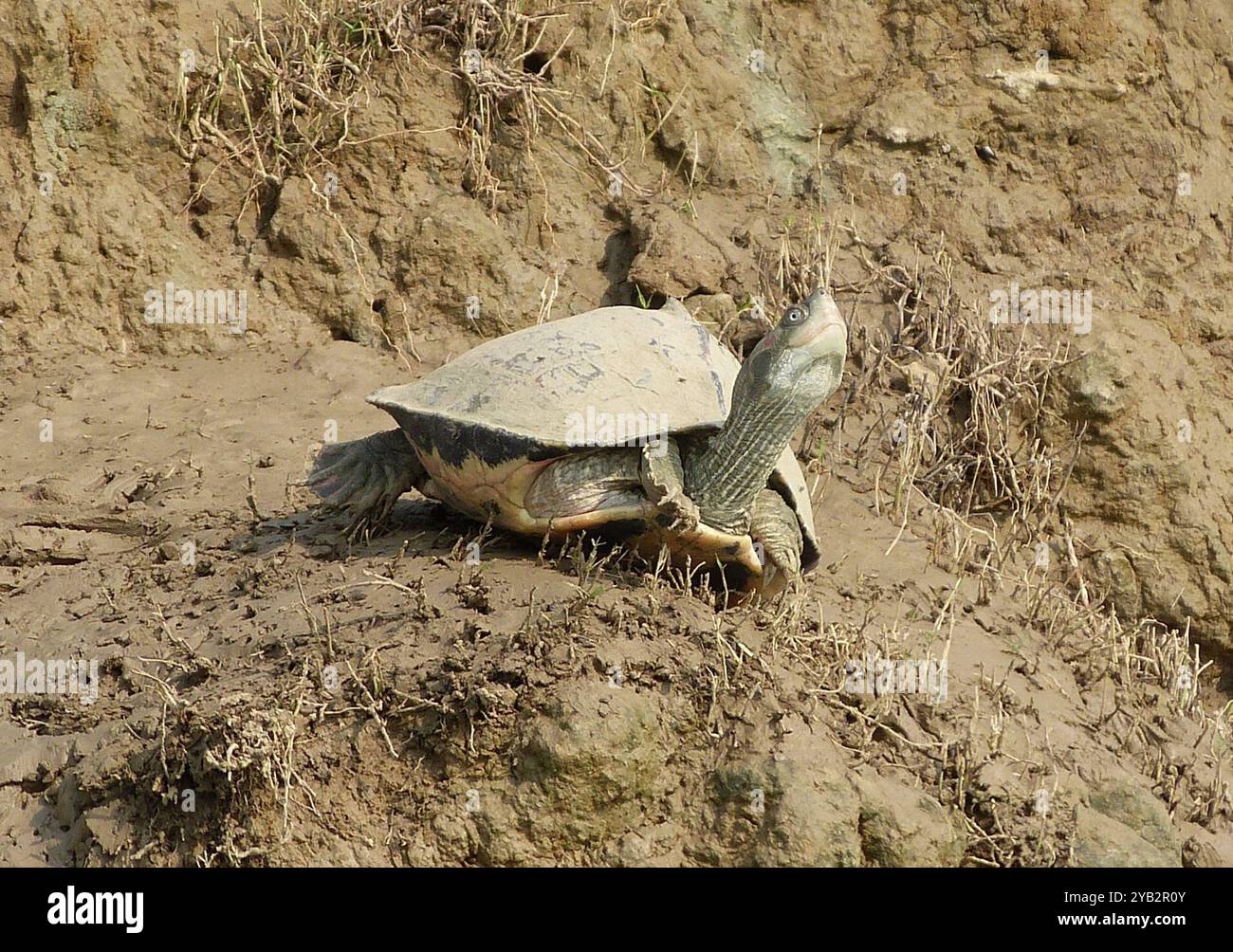 Indian tent turtle pangshura tentoria hi-res stock photography and ...