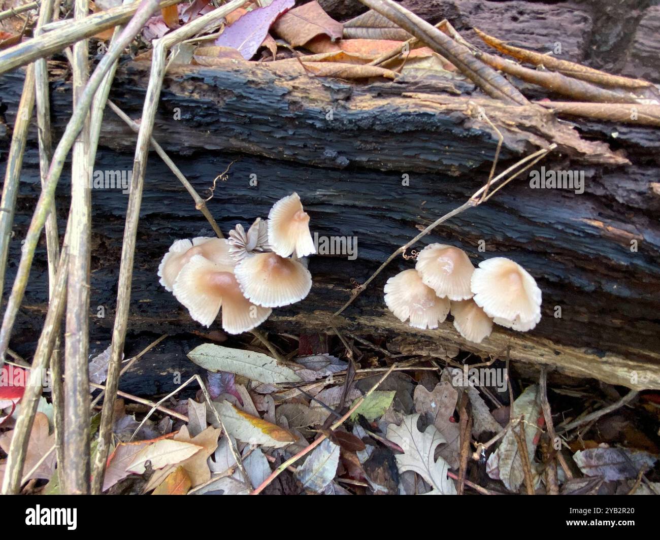 clustered bonnet (Mycena inclinata) Fungi Stock Photo - Alamy