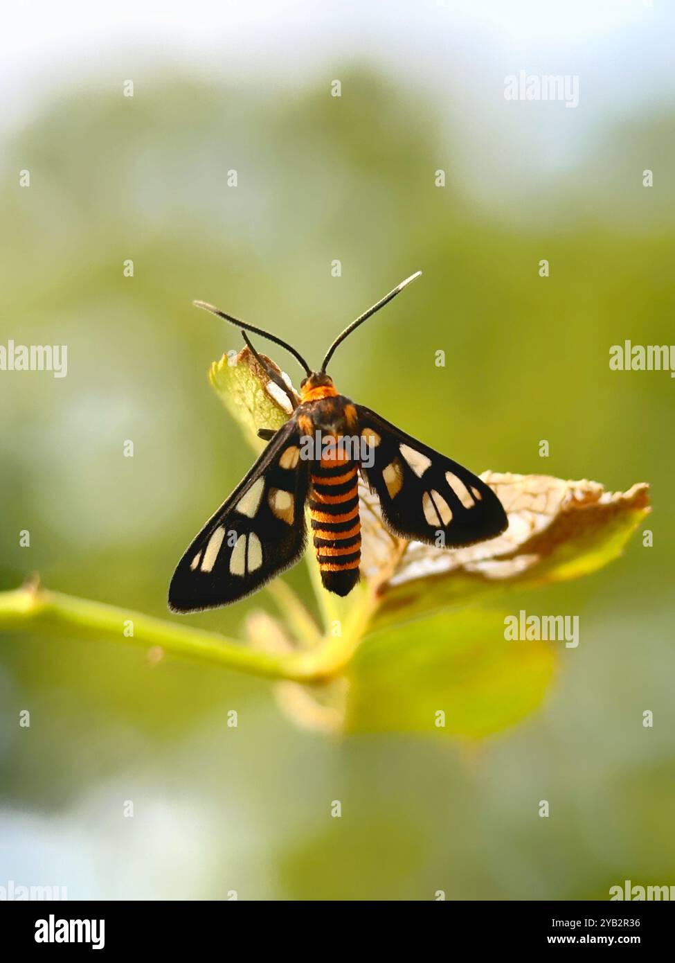 Amata moth with orange and black colors Stock Photo - Alamy