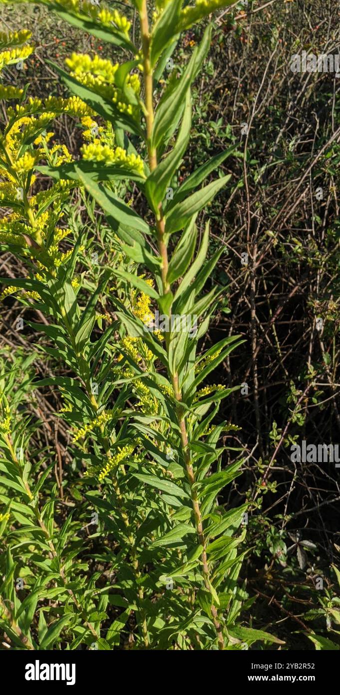 Solidago subsect. Triplinerviae (Triplinerviae) Plantae Stock Photo - Alamy