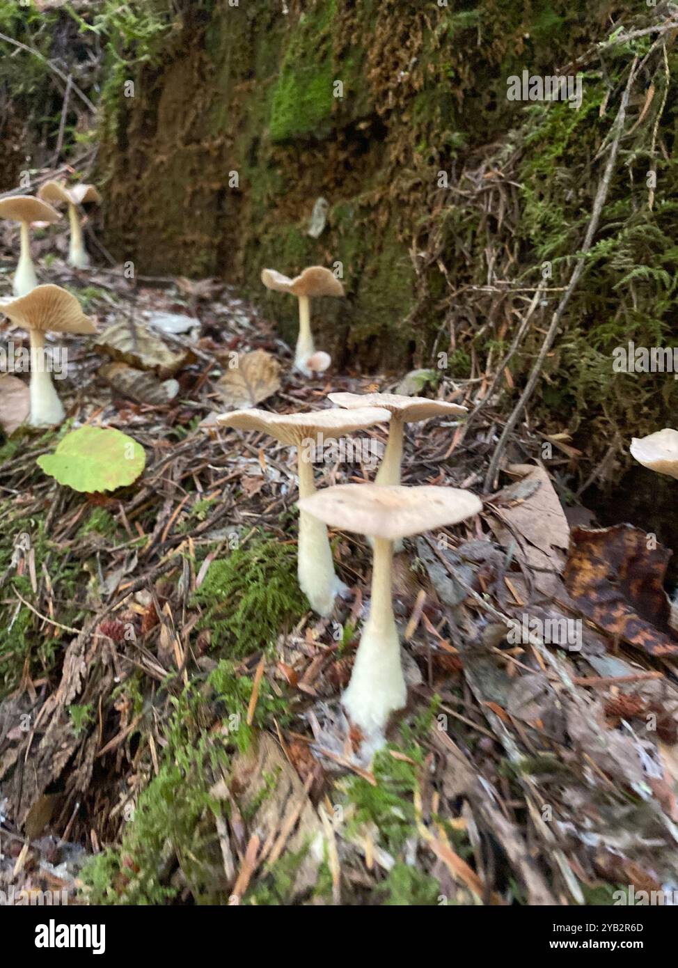 Common Funnel (Infundibulicybe gibba) Fungi Stock Photo - Alamy