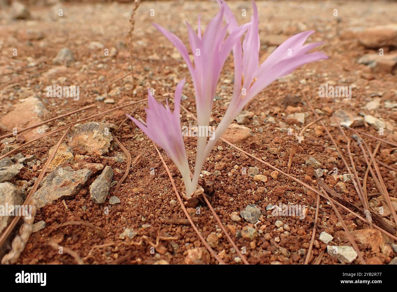 Lingulatum hi-res stock photography and images - Alamy
