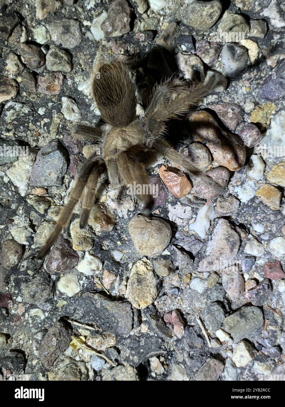 Desert Blonde Tarantula (Aphonopelma chalcodes) Arachnida Stock Photo ...