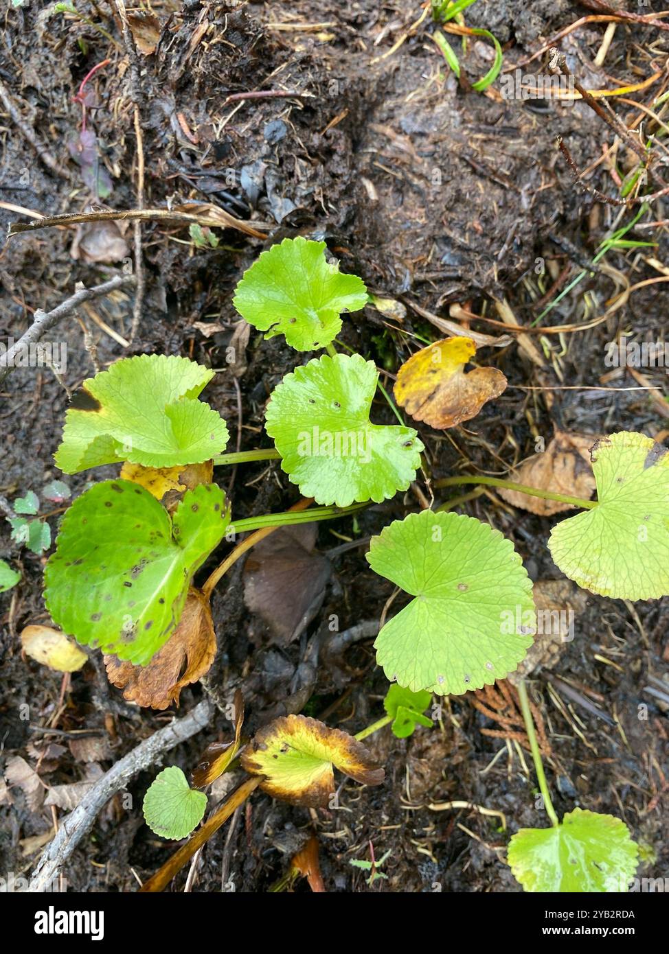 Deer-cabbage (Nephrophyllidium crista-galli) Plantae Stock Photo - Alamy