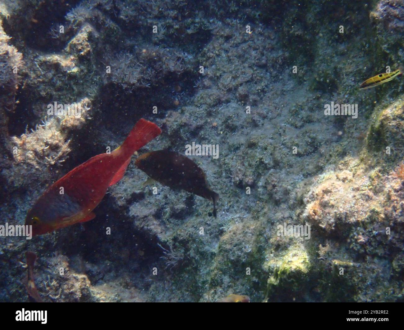European Parrotfish (Sparisoma cretense) Actinopterygii Stock Photo - Alamy