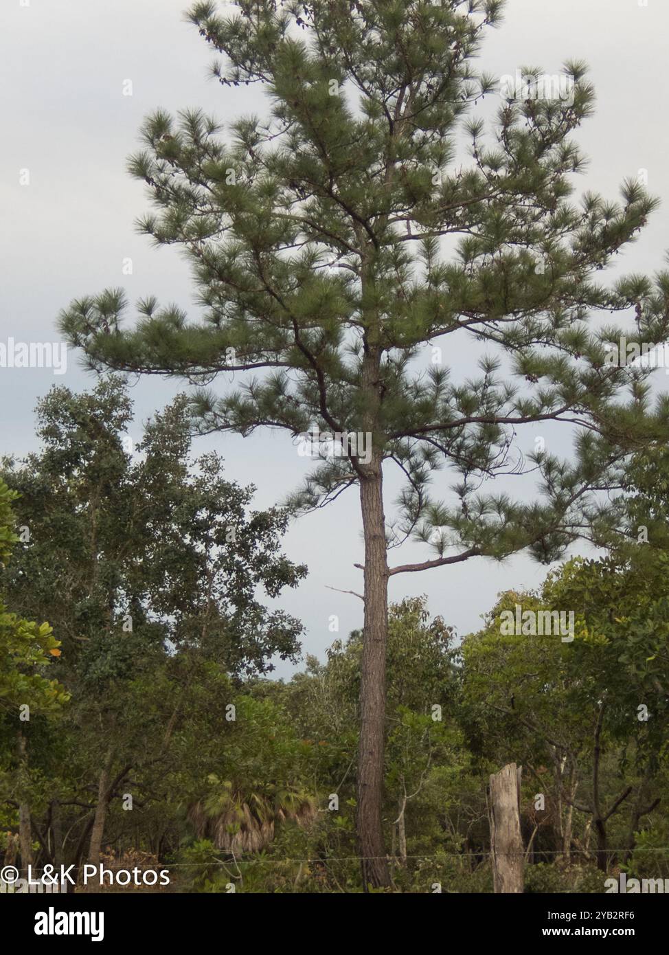 Caribbean pine (Pinus caribaea) Plantae Stock Photo - Alamy