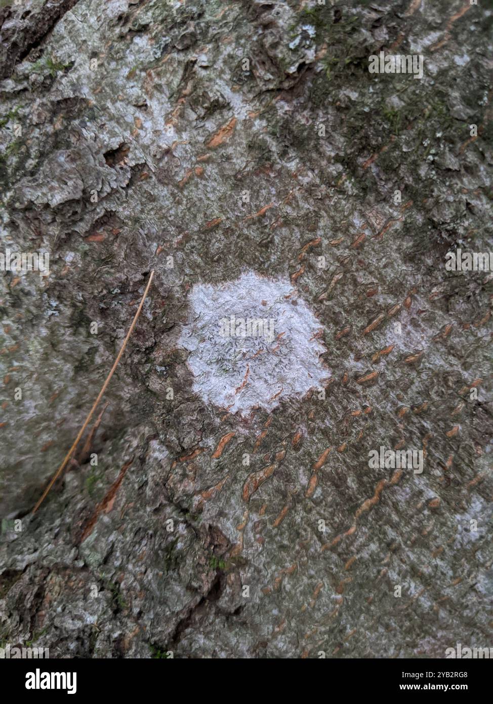 Common Script Lichen (Graphis scripta) Fungi Stock Photo - Alamy