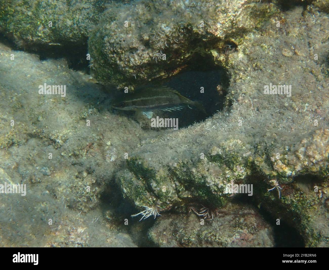 Dusky Spinefoot (Siganus luridus) Actinopterygii Stock Photo - Alamy