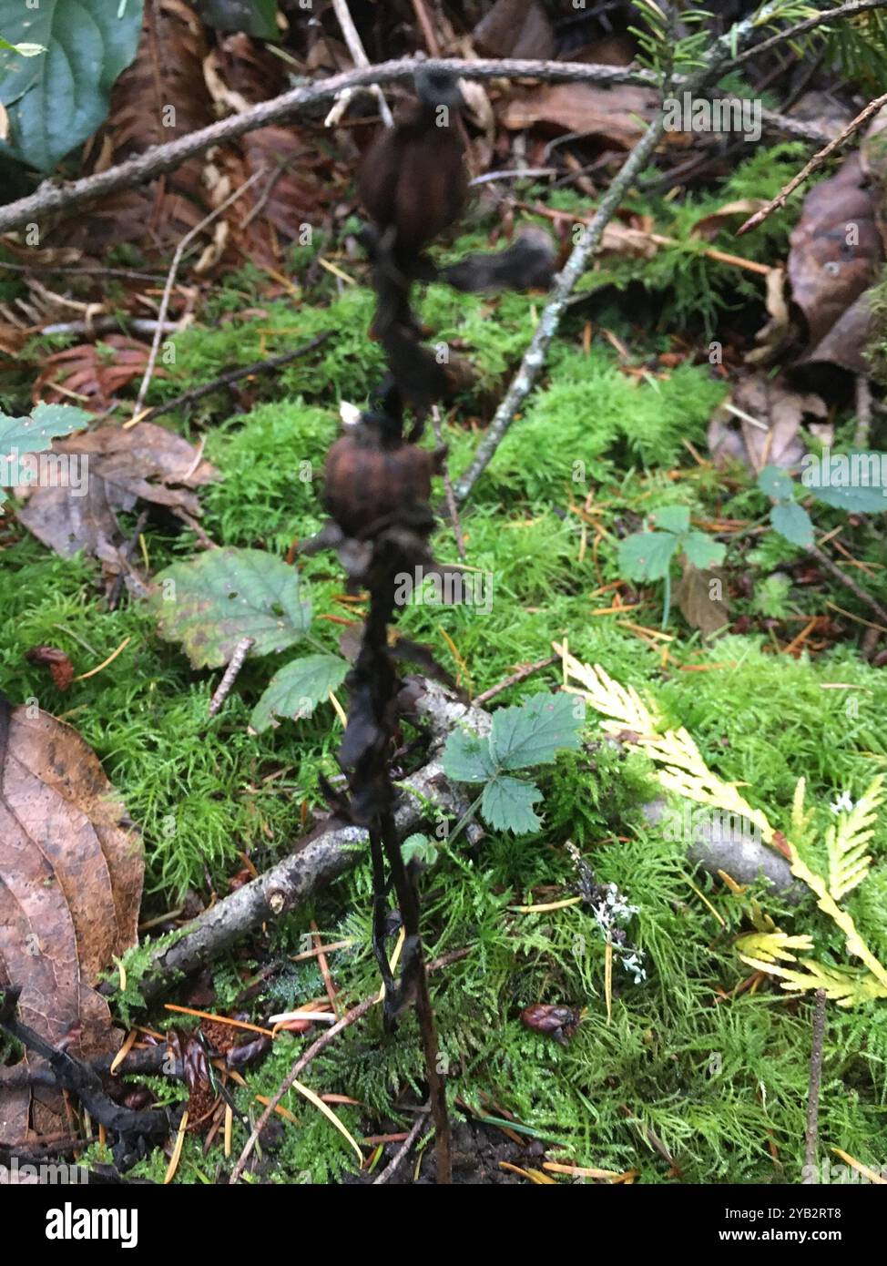 Ghost Pipe (Monotropa uniflora) Plantae Stock Photo - Alamy
