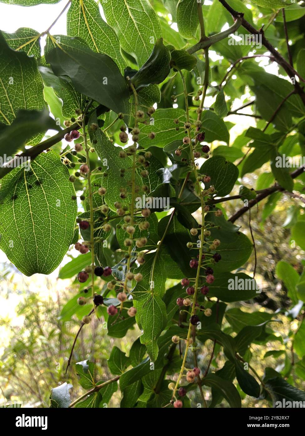 Tree Tutu (Coriaria arborea) Plantae Stock Photo - Alamy