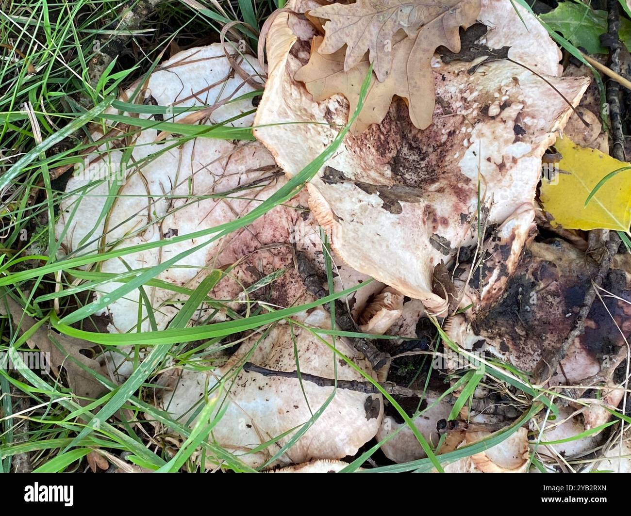 Blushing Milkcap (Lactarius controversus) Fungi Stock Photo - Alamy