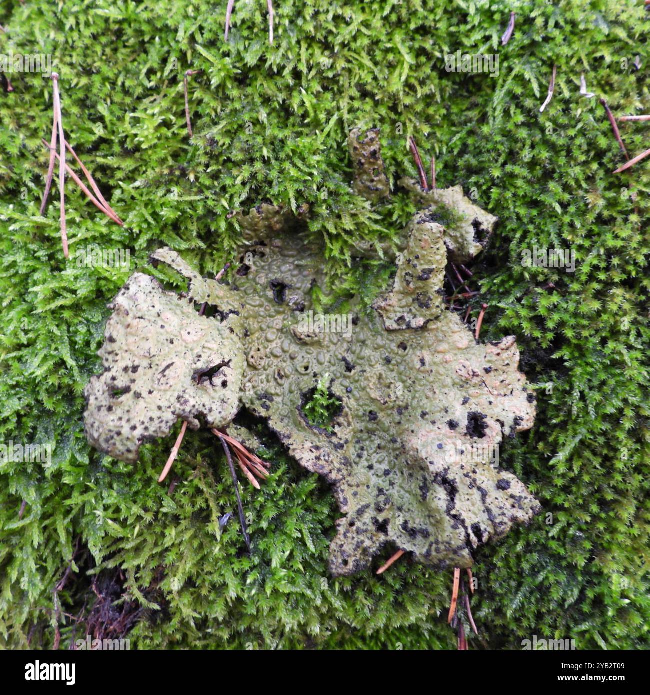 (Lasallia pustulata) Fungi Stock Photo - Alamy