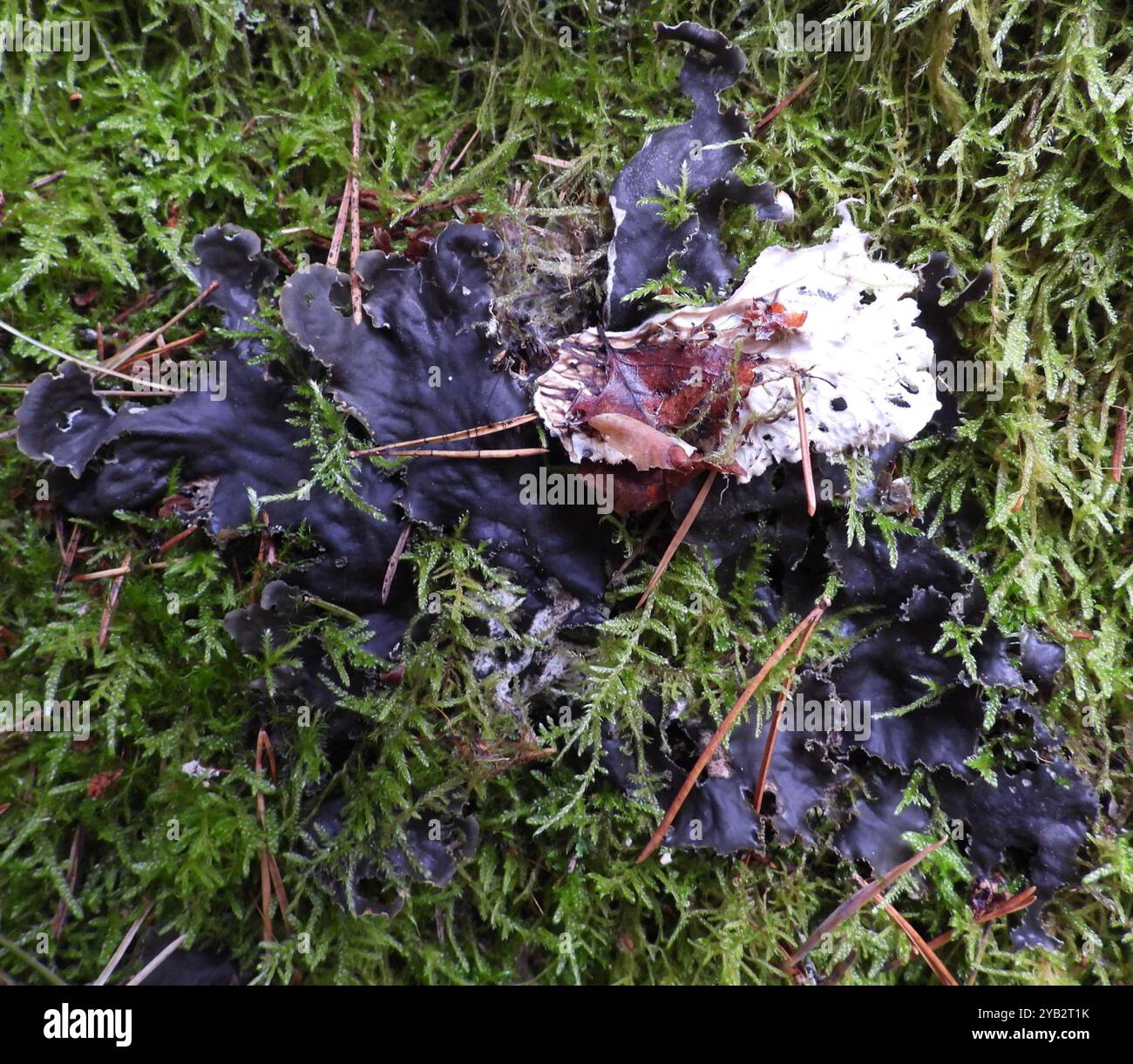scaly pelt lichen (Peltigera praetextata) Fungi Stock Photo - Alamy