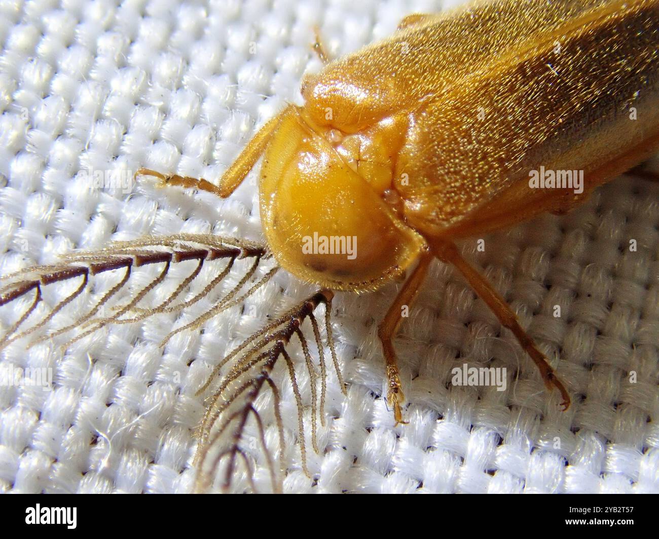 Fireflies (Lampyridae) Insecta Stock Photo - Alamy