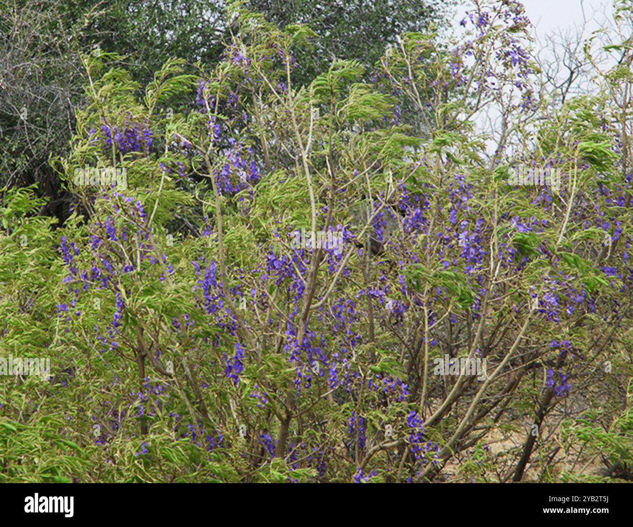Tree-wisteria (Bolusanthus speciosus) Plantae Stock Photo - Alamy