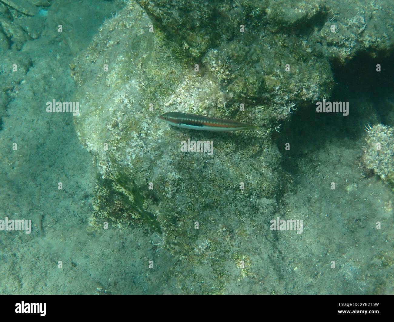 Mediterranean Rainbow Wrasse (Coris julis) Actinopterygii Stock Photo ...
