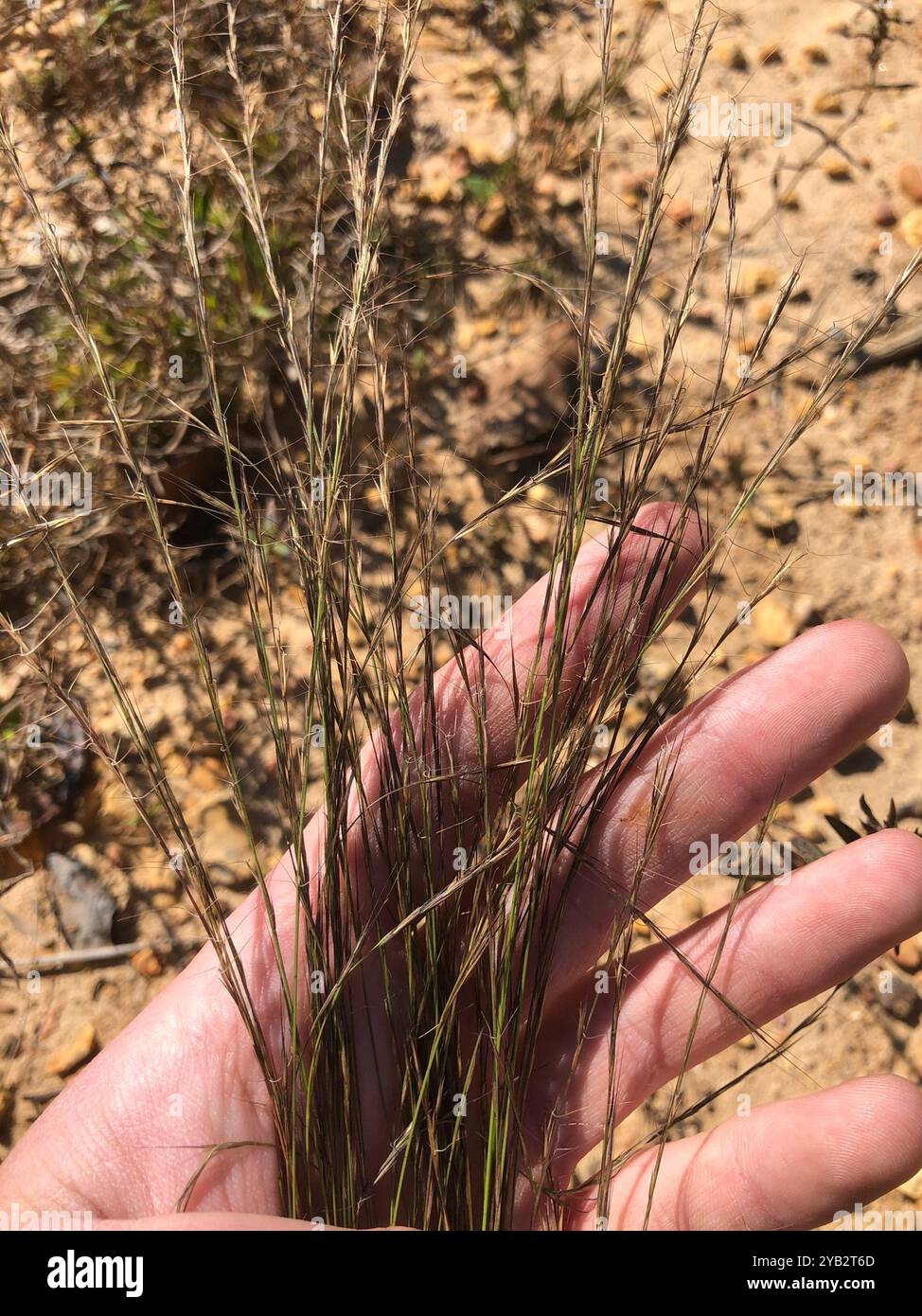 Arrowfeather Threeawn (Aristida purpurascens) Plantae Stock Photo - Alamy