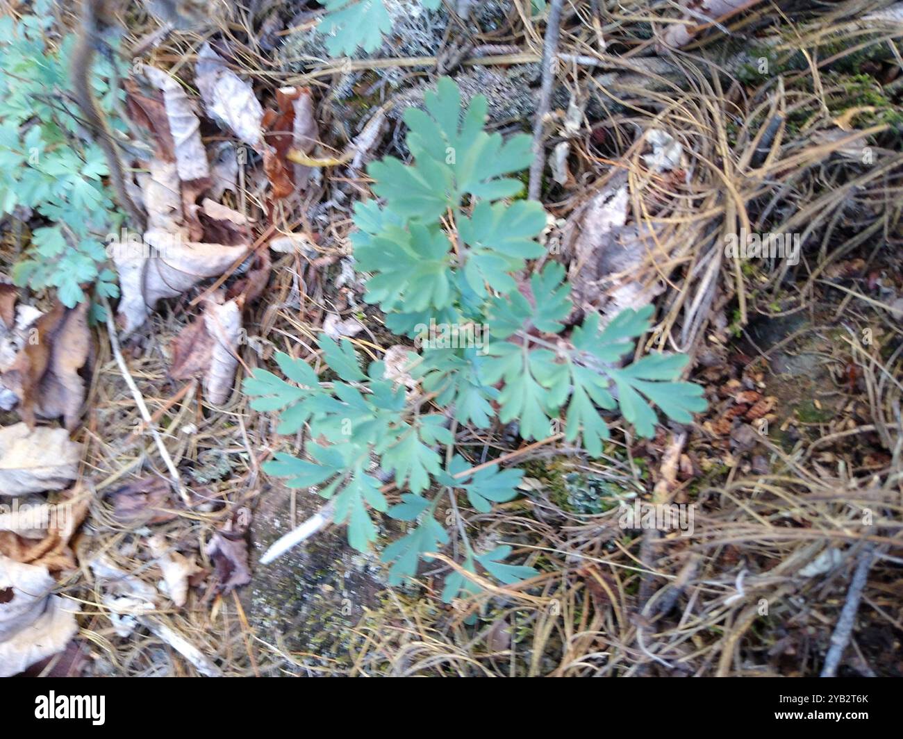 rock harlequin (Capnoides sempervirens) Plantae Stock Photo - Alamy