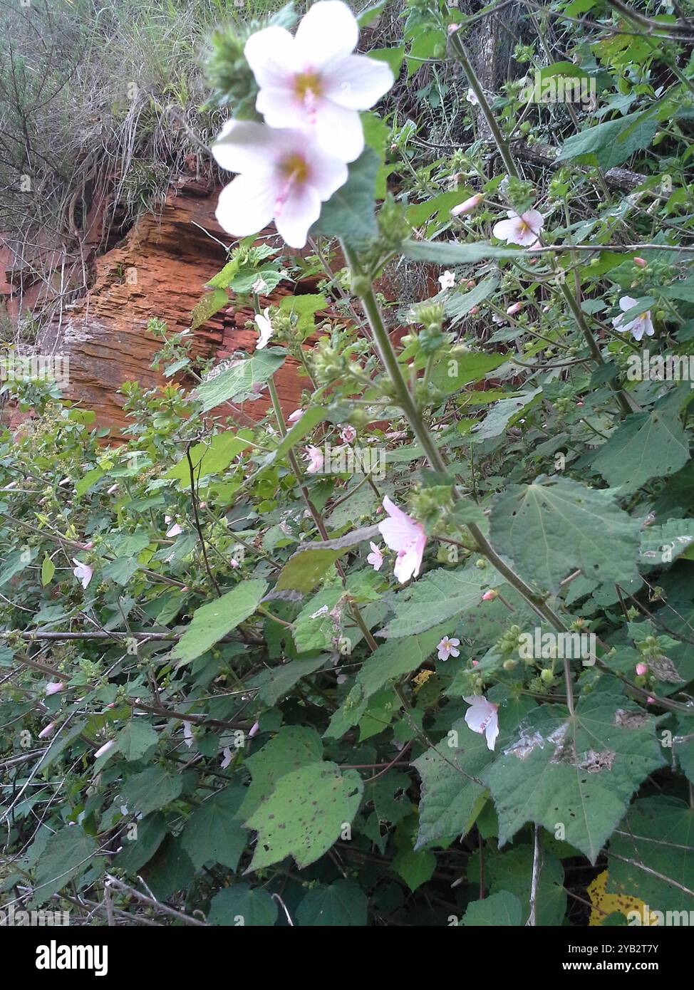 Pink Swampmallow (Pavonia columella) Plantae Stock Photo - Alamy