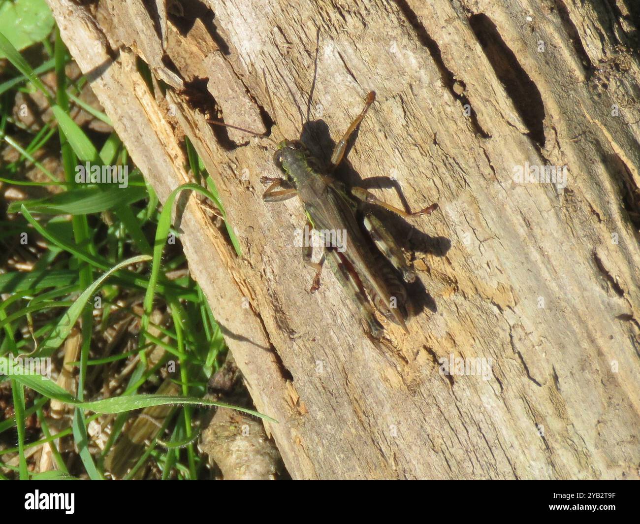 Migratory Grasshopper (Melanoplus sanguinipes) Insecta Stock Photo - Alamy
