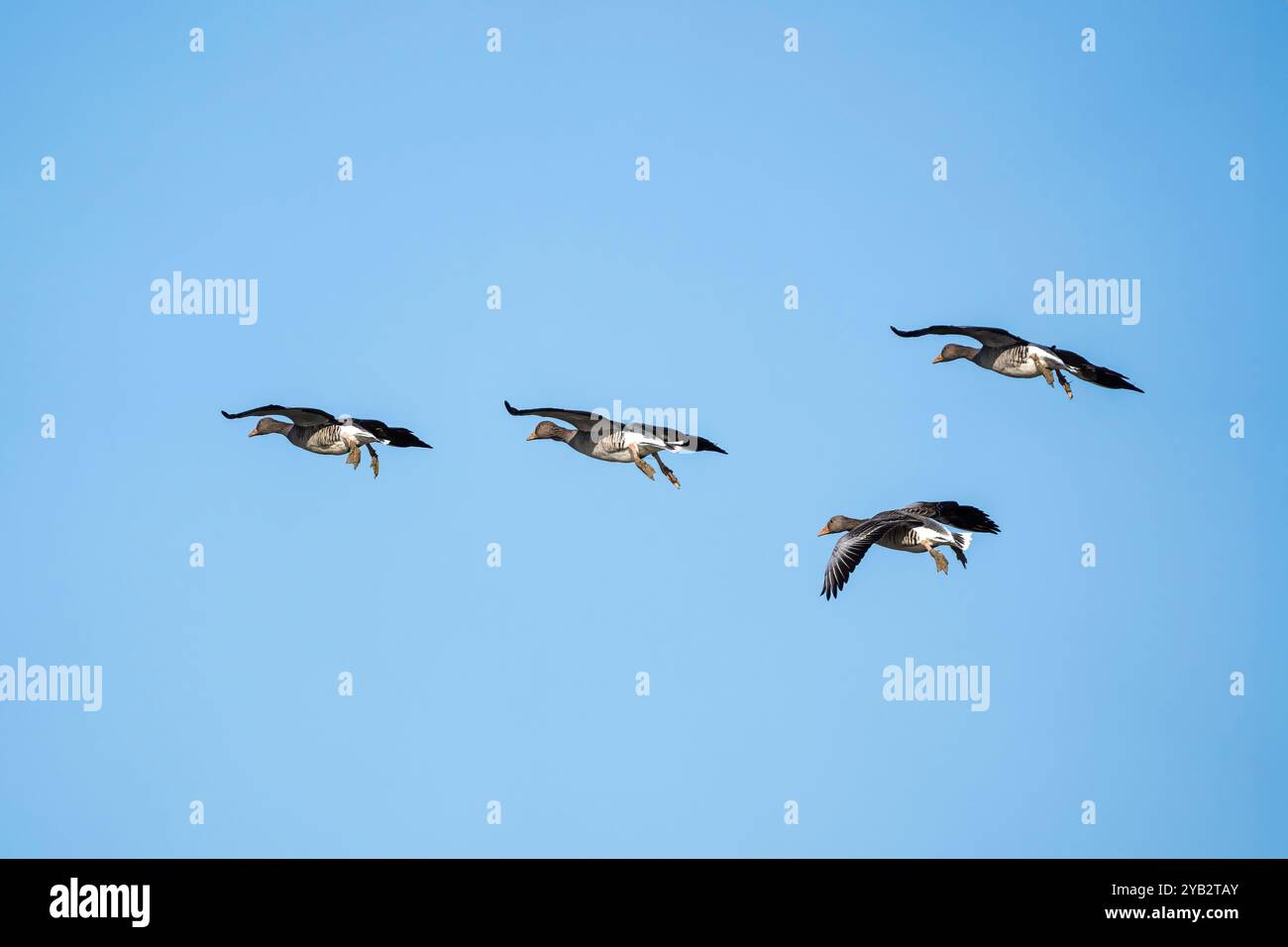 Four greylag geese (Anser anser) flying against a clear blue sky. The ...
