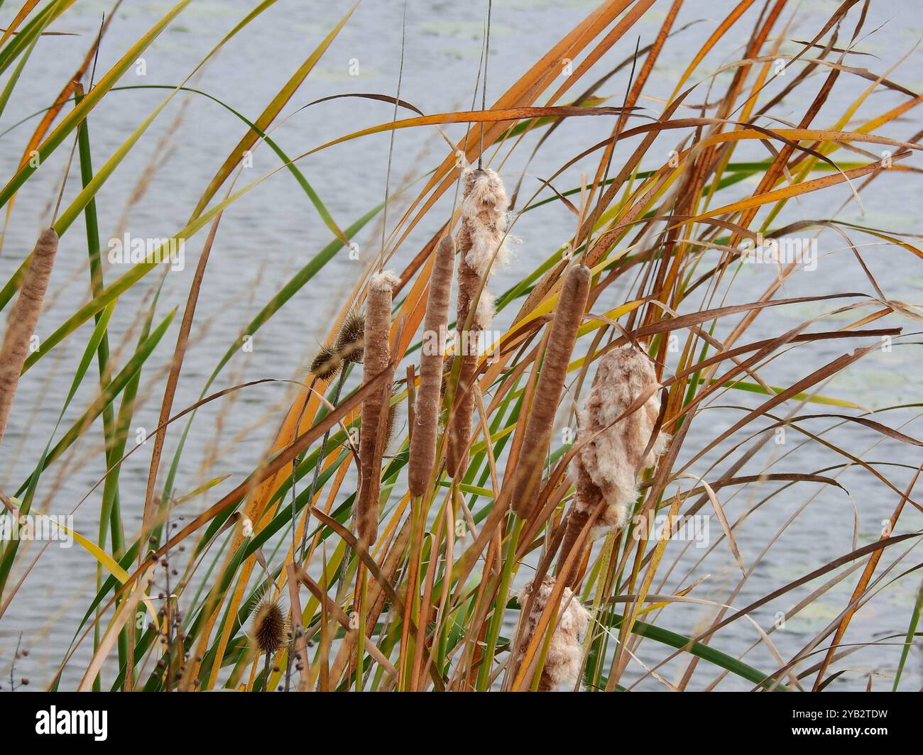 Cattails (Typha) Plantae Stock Photo - Alamy