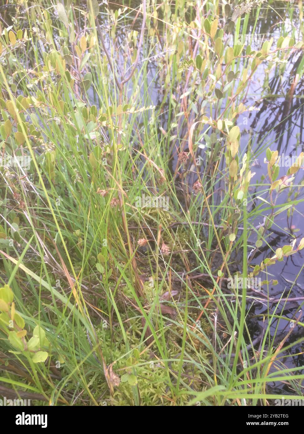 boreal bog sedge (Carex magellanica irrigua) Plantae Stock Photo - Alamy