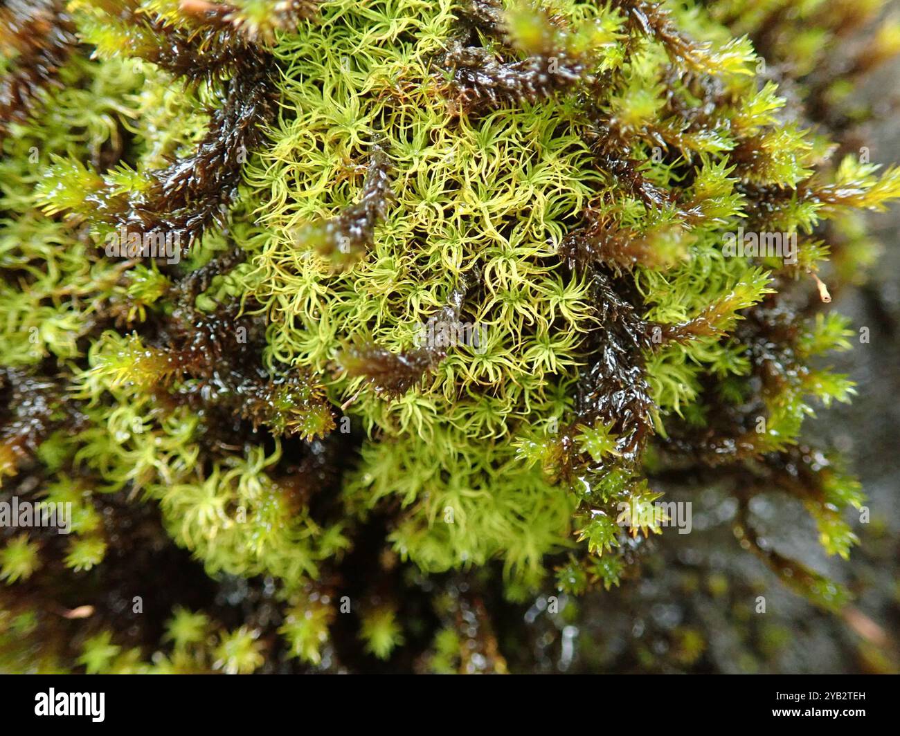 Twisted Moss (Tortella tortuosa) Plantae Stock Photo - Alamy