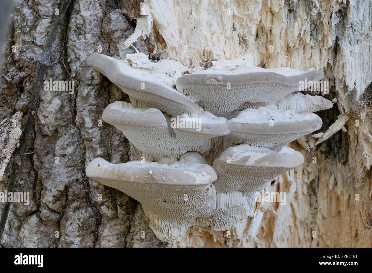Lumpy Bracket (Trametes gibbosa) Fungi Stock Photo - Alamy