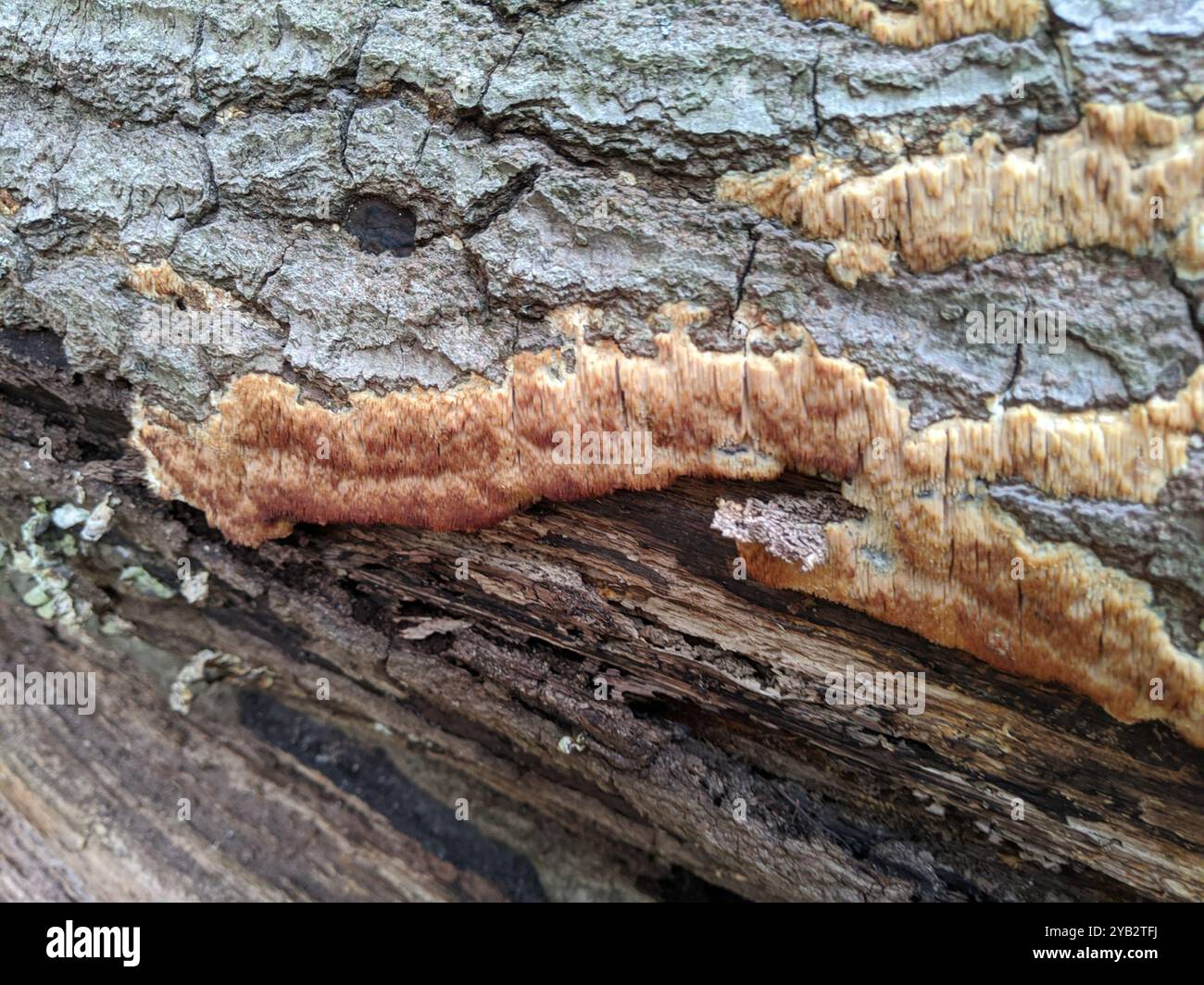 Asian Beauty (Radulomyces copelandii) Fungi Stock Photo - Alamy