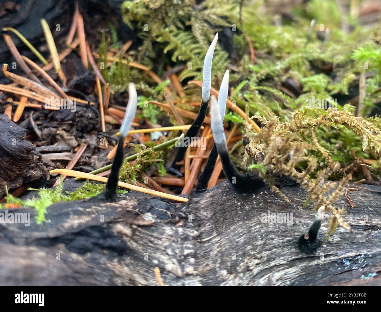 Candlesnuff Fungus (Xylaria hypoxylon) Fungi Stock Photo - Alamy