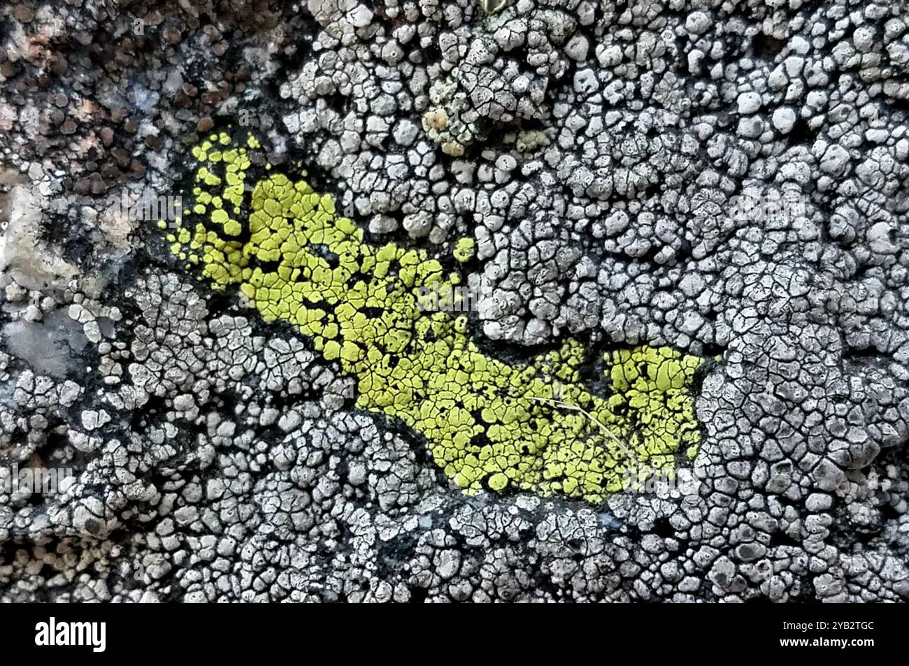 Map Lichens (Rhizocarpon) Fungi Stock Photo - Alamy