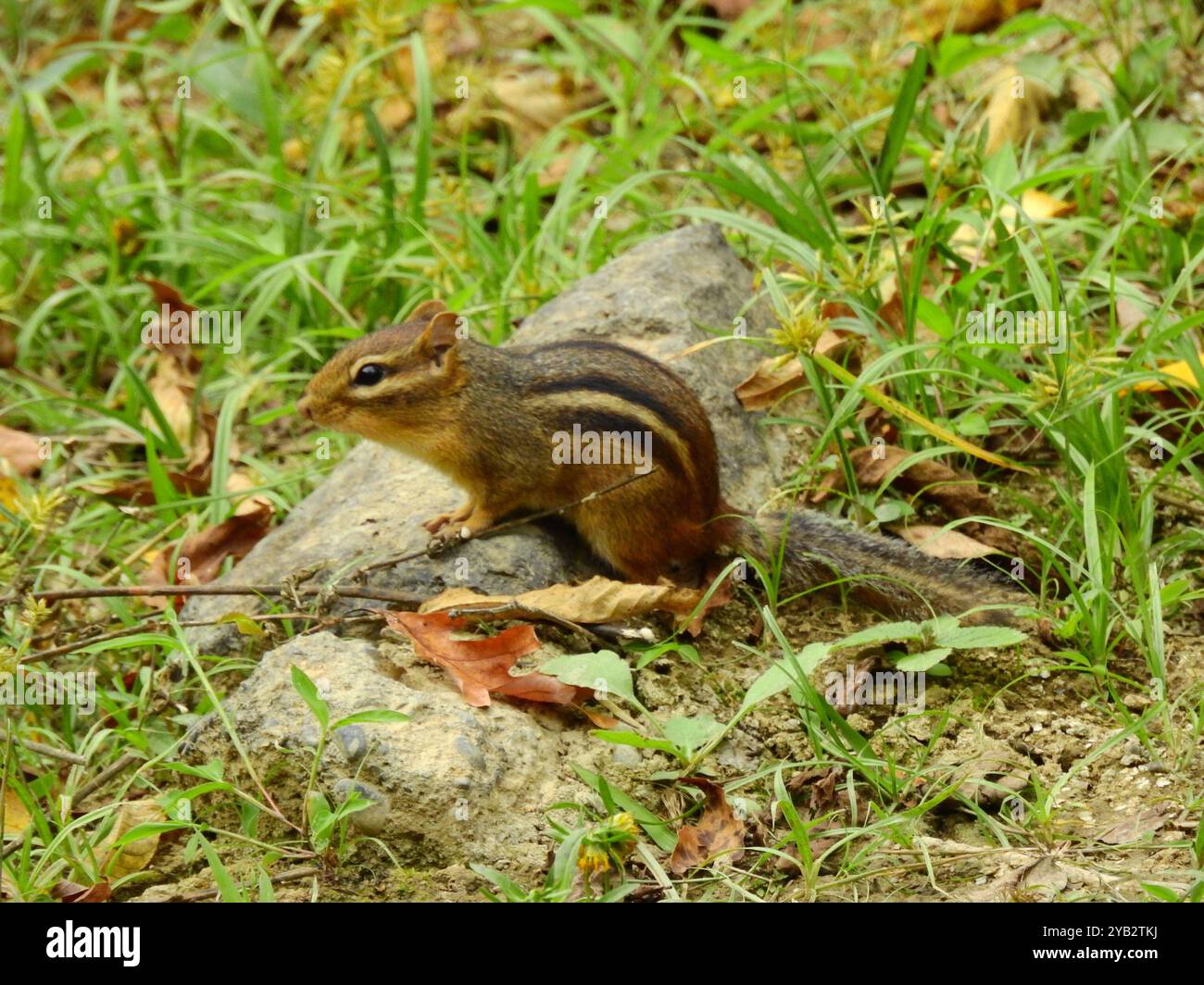 Eastern Chipmunk (Tamias striatus) Mammalia Stock Photo - Alamy