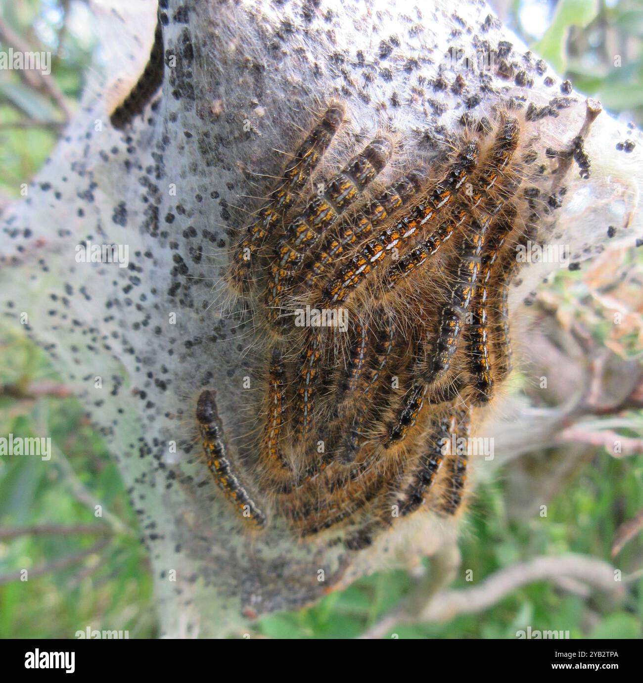 Western Tent Caterpillar Moth (Malacosoma californica) Insecta Stock ...