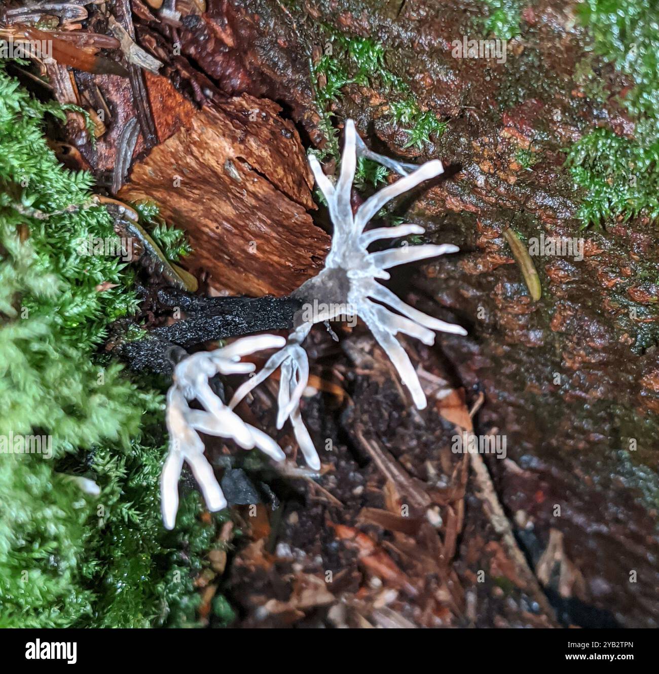 Candlesnuff Fungus (Xylaria hypoxylon) Fungi Stock Photo - Alamy