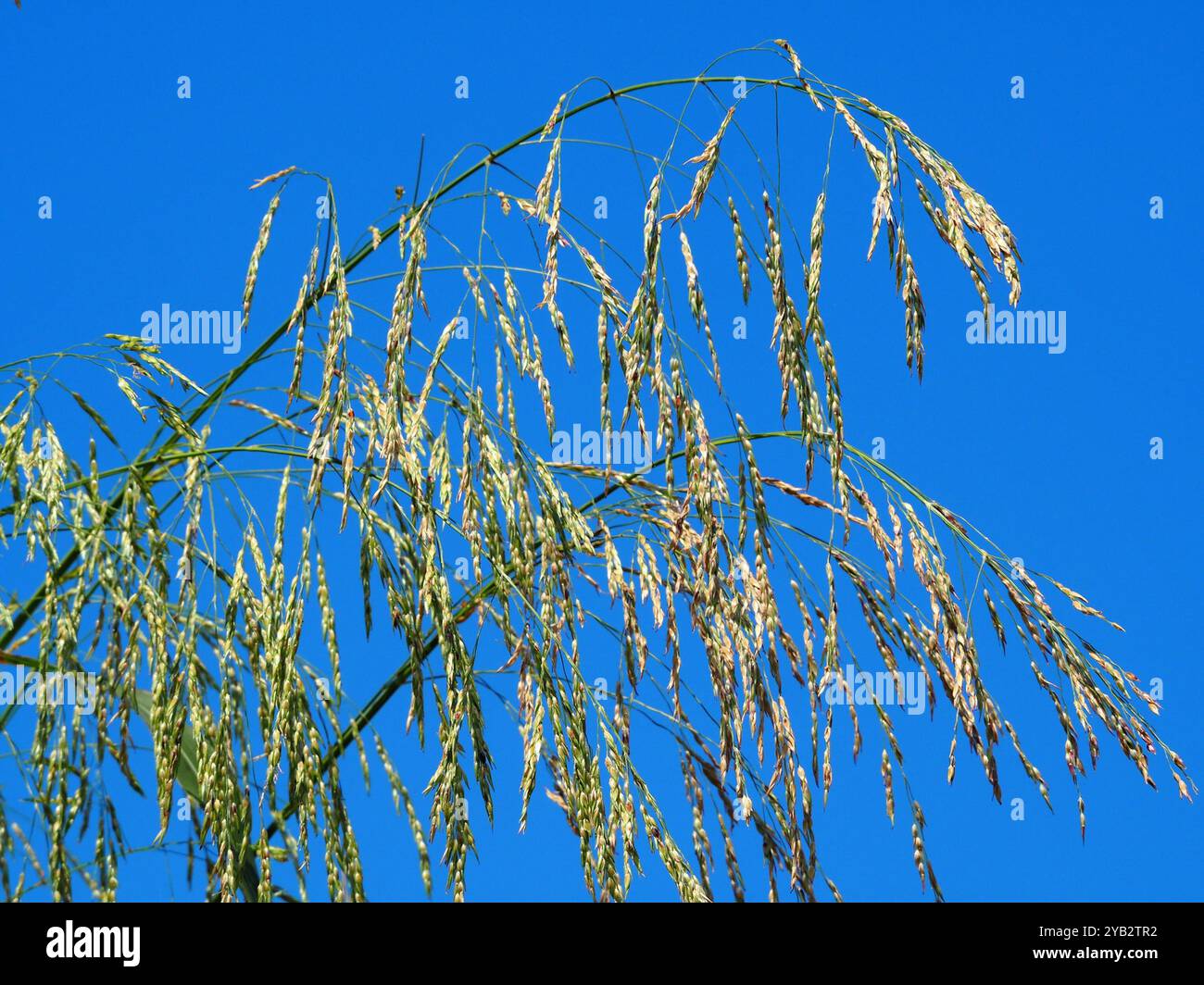 Wild Sorghum (Sorghum bicolor verticilliflorum) Plantae Stock Photo - Alamy