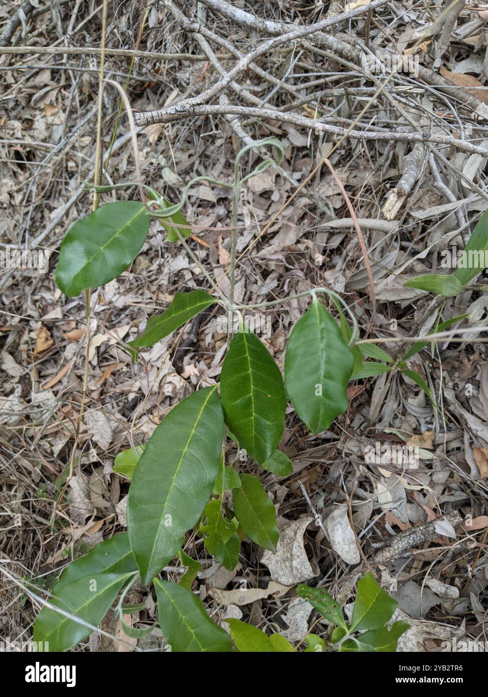 Australian Olive (Olea paniculata) Plantae Stock Photo - Alamy