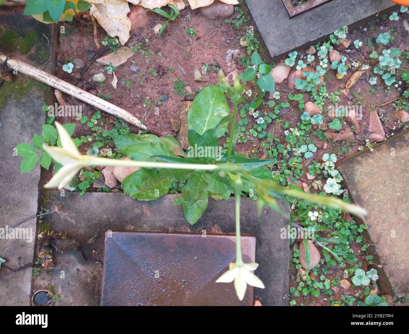 long-flower tobacco (Nicotiana longiflora) Plantae Stock Photo - Alamy