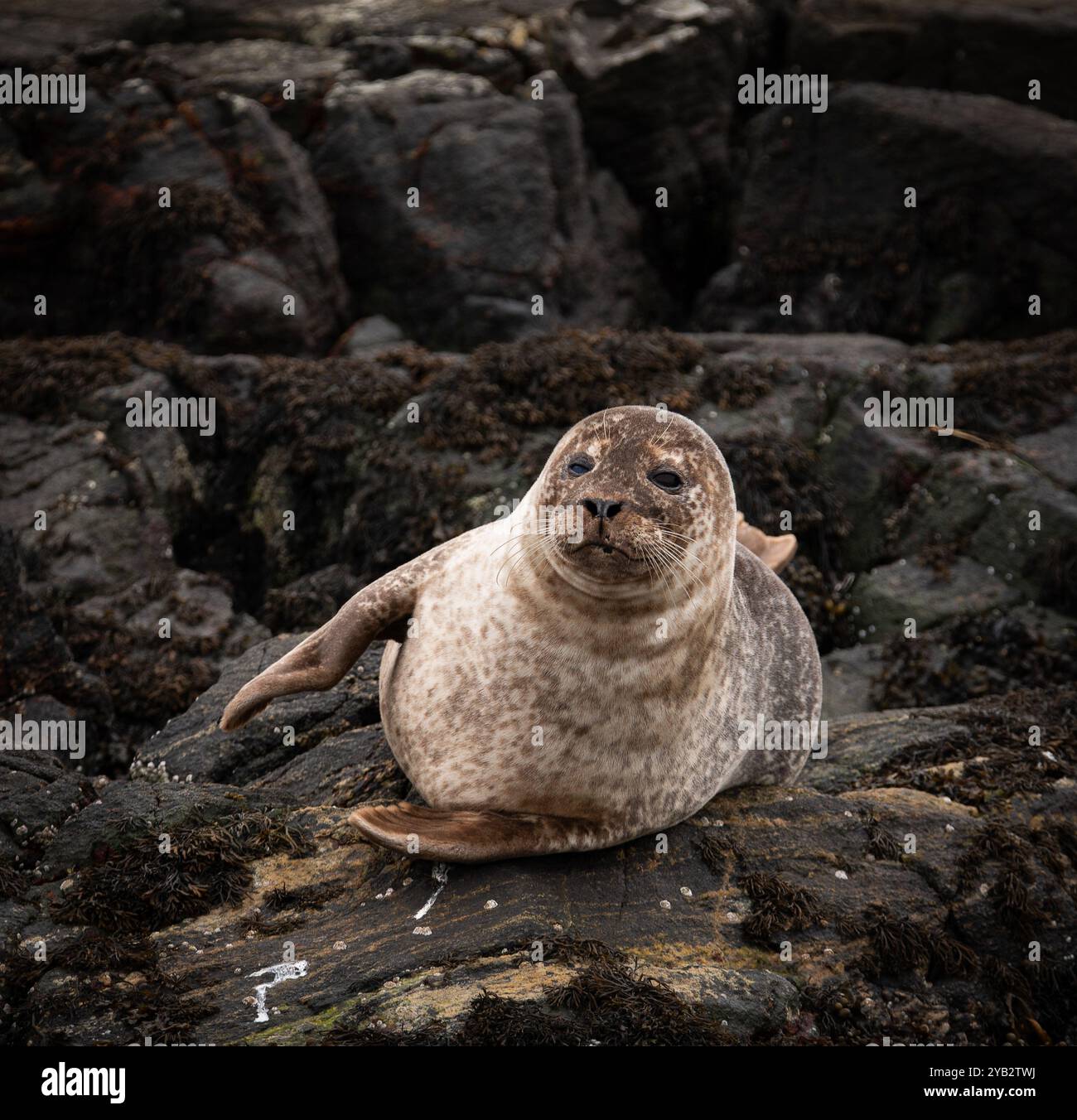 Common seal hauled up on the rocks in Loch Roe, Lochinver, Highlands ...
