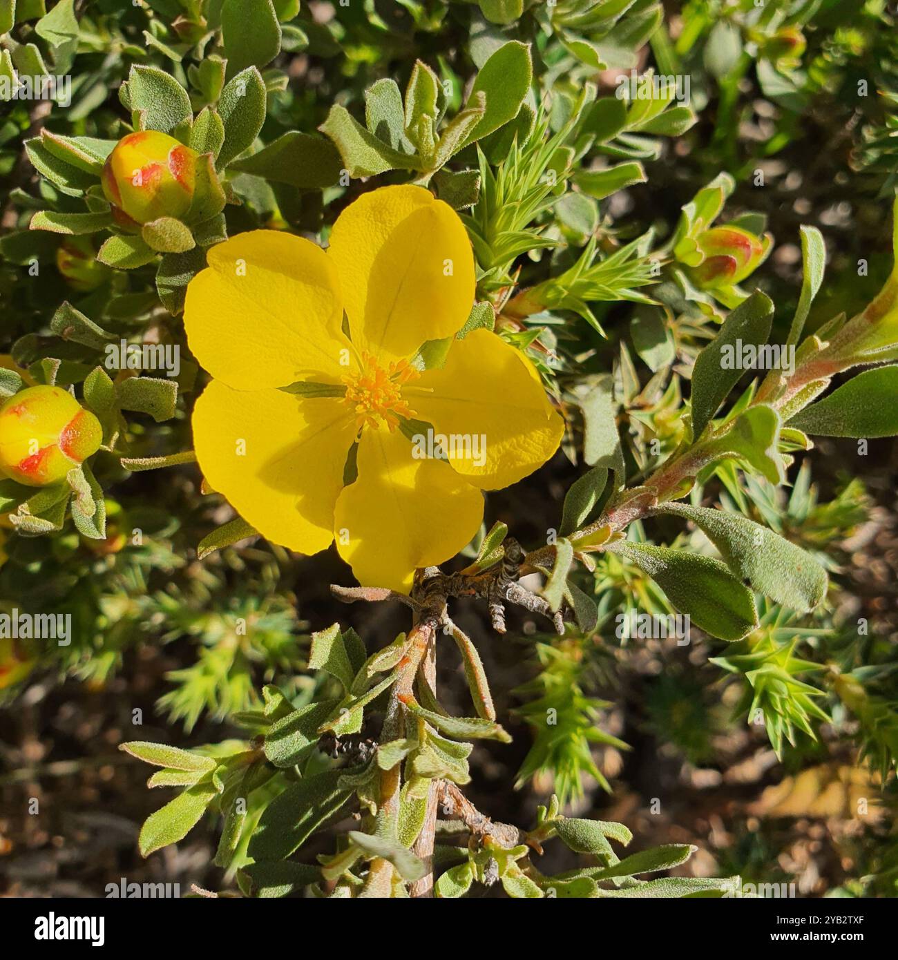 guinea-flowers (Hibbertia) Plantae Stock Photo - Alamy