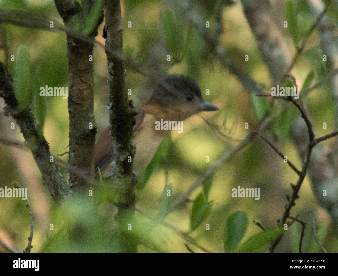 Crested Becard (Pachyramphus validus) Aves Stock Photo - Alamy