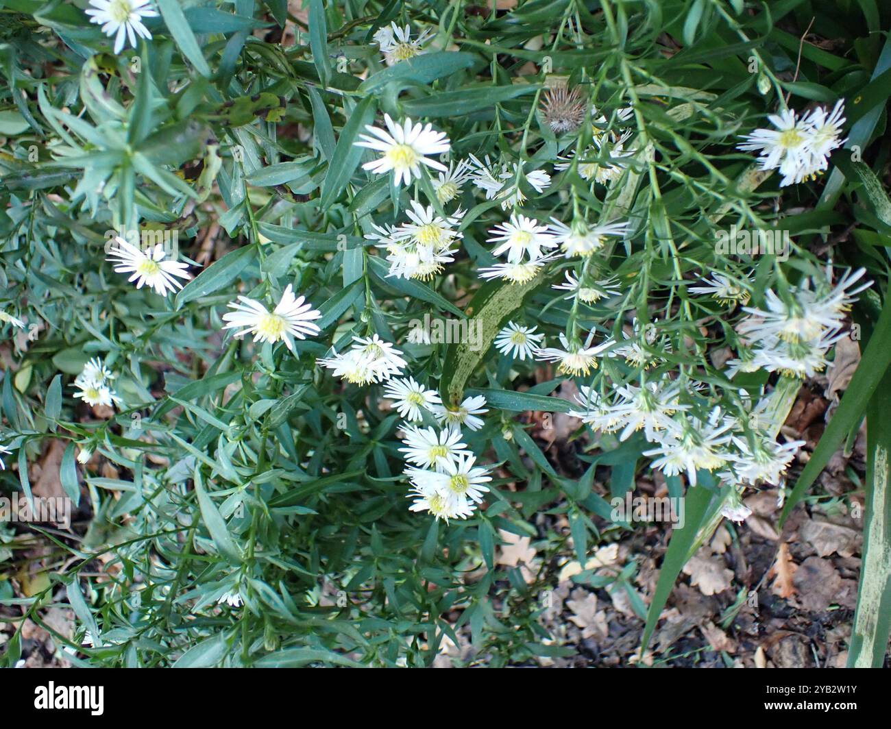 Common Michaelmas-daisy (Symphyotrichum × salignum) Plantae Stock Photo ...