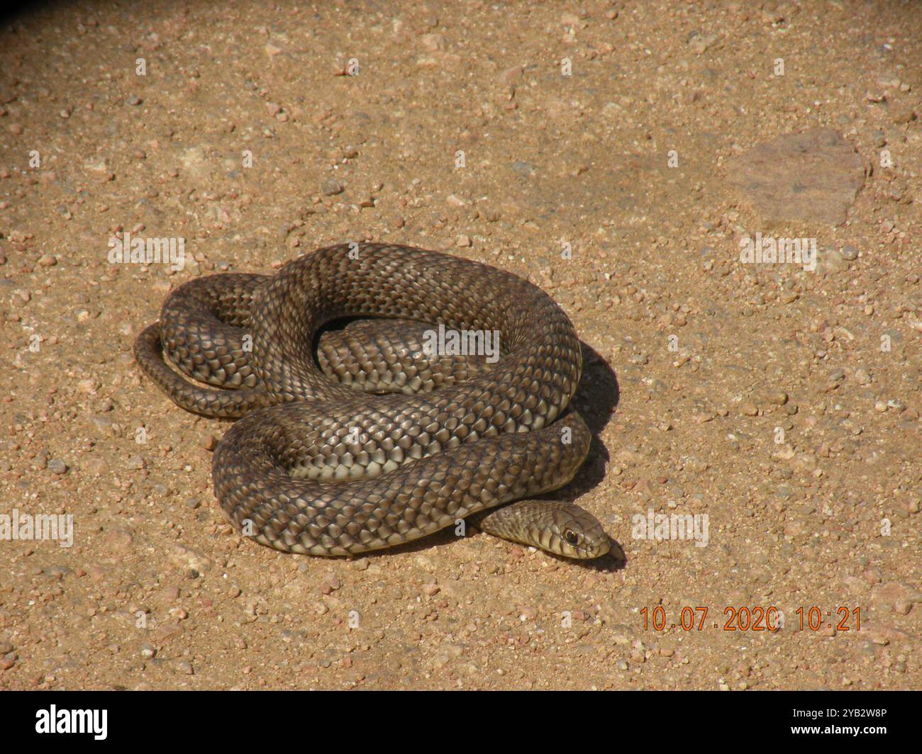Patagonian Racer (Philodryas patagoniensis) Reptilia Stock Photo - Alamy