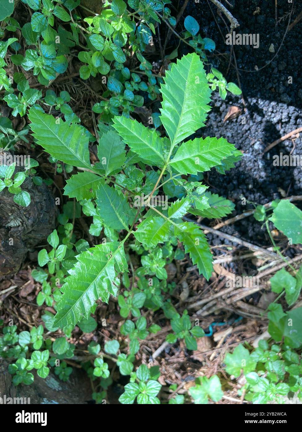Brazilian pepper (Schinus terebinthifolia) Plantae Stock Photo - Alamy