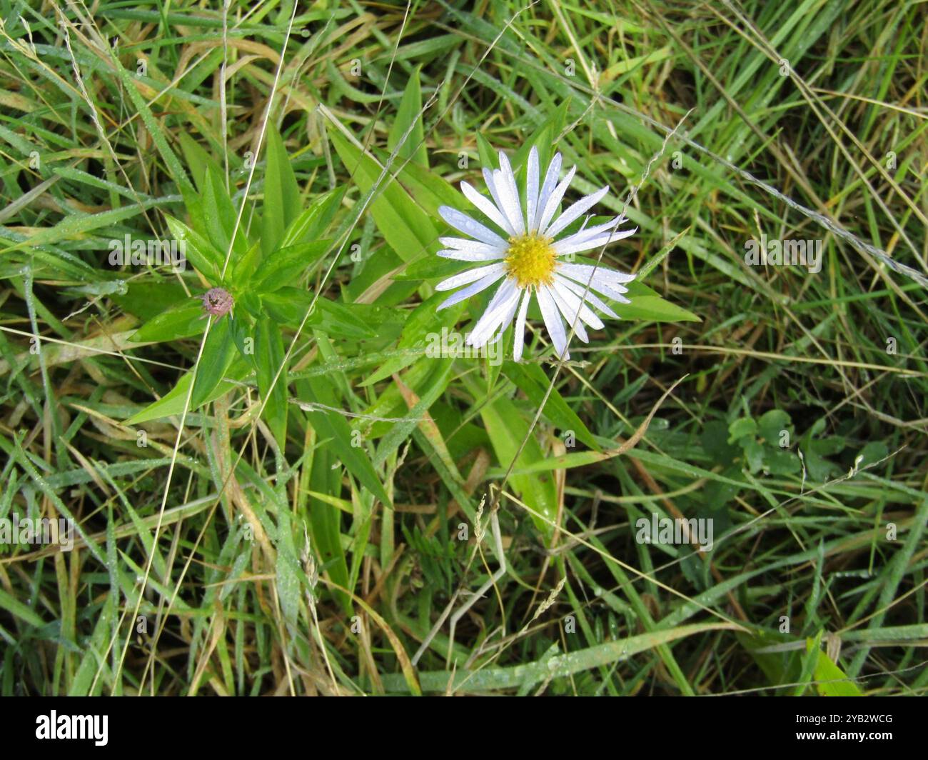 American asters (Symphyotrichum) Plantae Stock Photo - Alamy